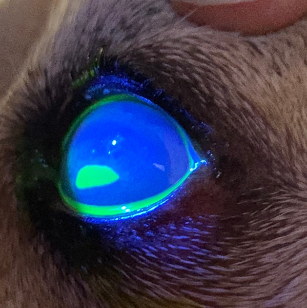 Corneal Ulcer Fluorescein Cat